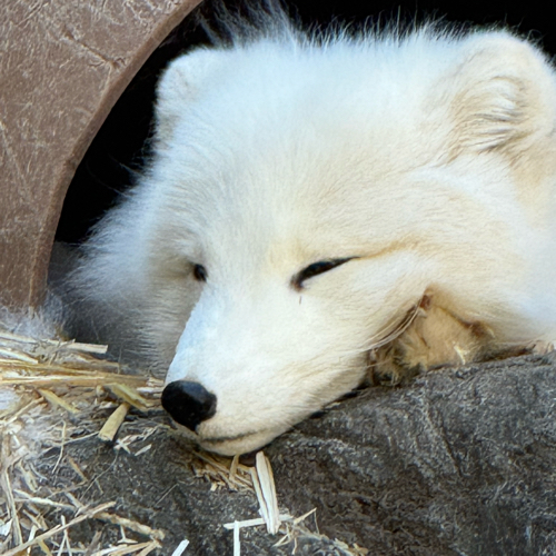 Madison Capitols AAA Hockey | Spring 10U Roster | AAA Spring Season | 2025